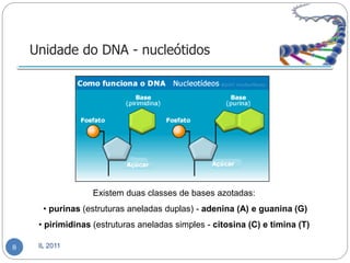 DNA -estrutura e função | PDF