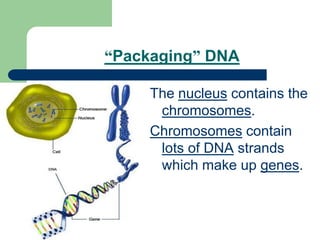 Dna | PPT