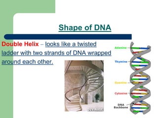 Dna | PPTX