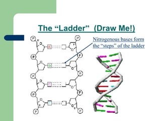 Dna | PPTX