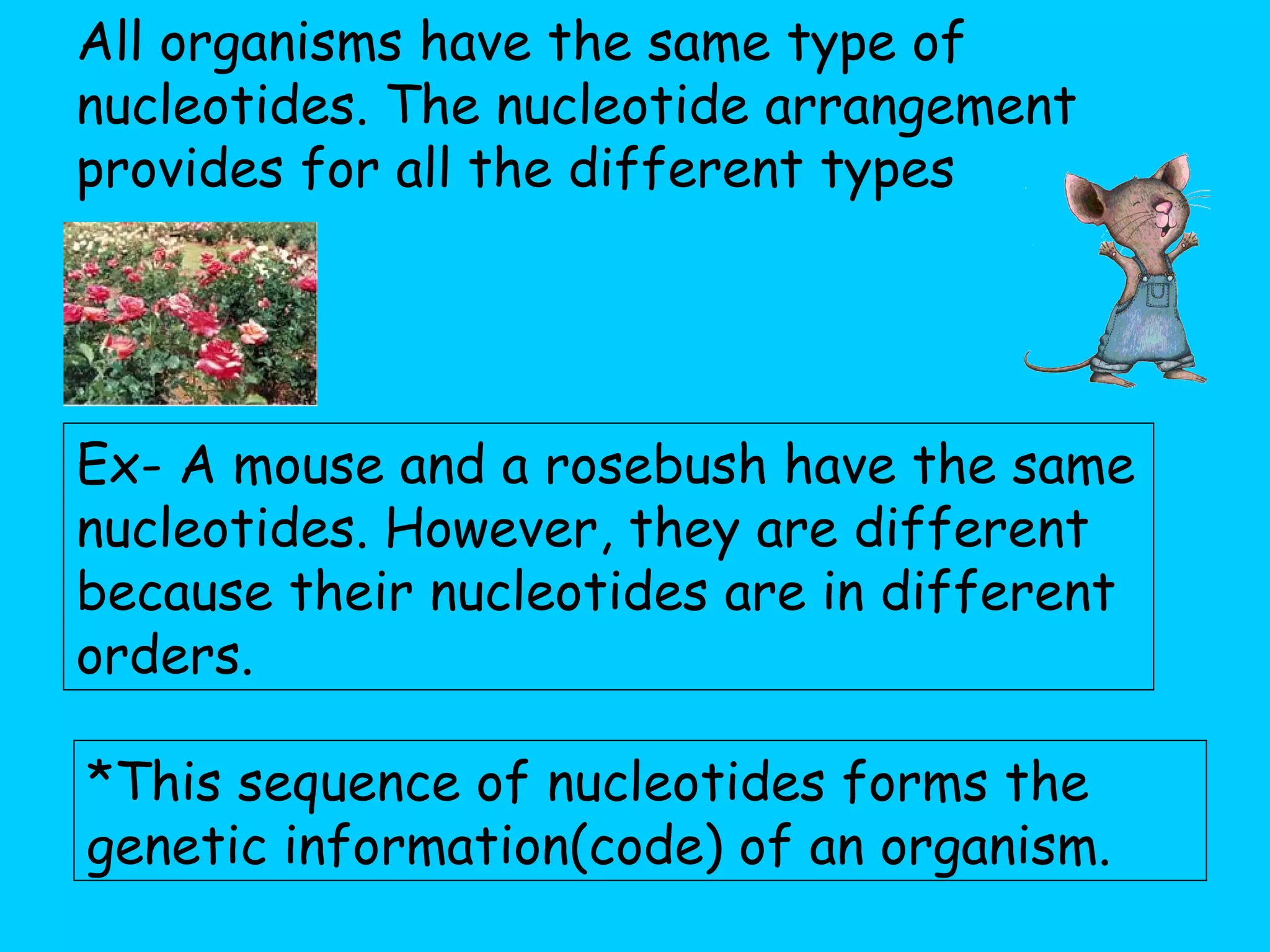 Dna | PPT