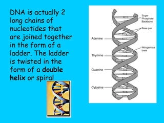 Dna | PPT