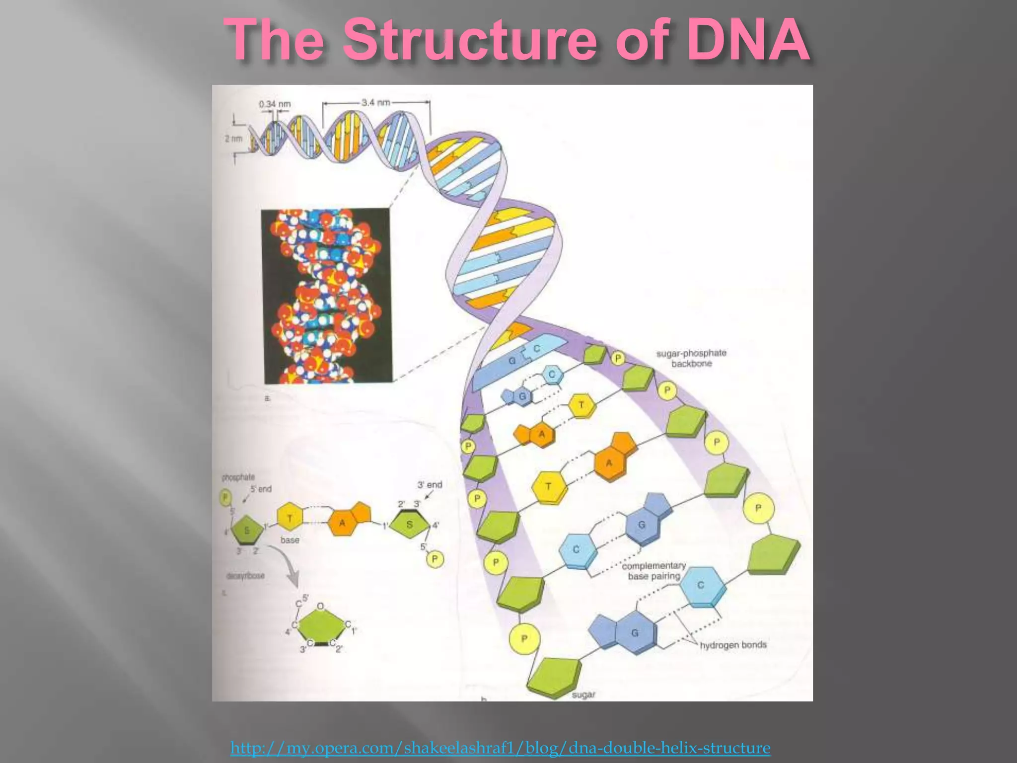Dna | PPT