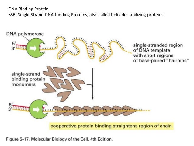 Dna replication