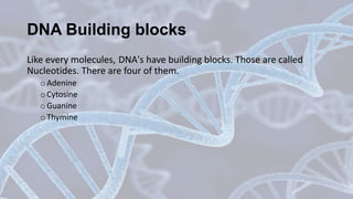Introduction to DNA | PPTX | Chemistry | Science
