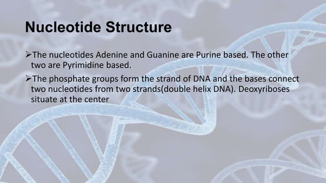 Introduction to DNA | PPTX | Chemistry | Science