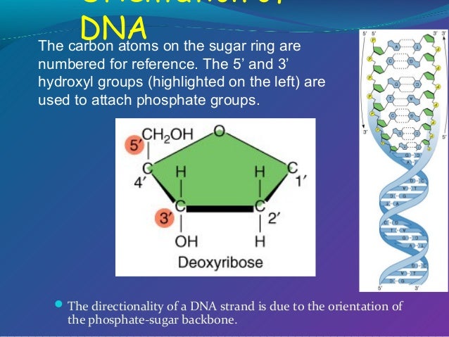 Dna