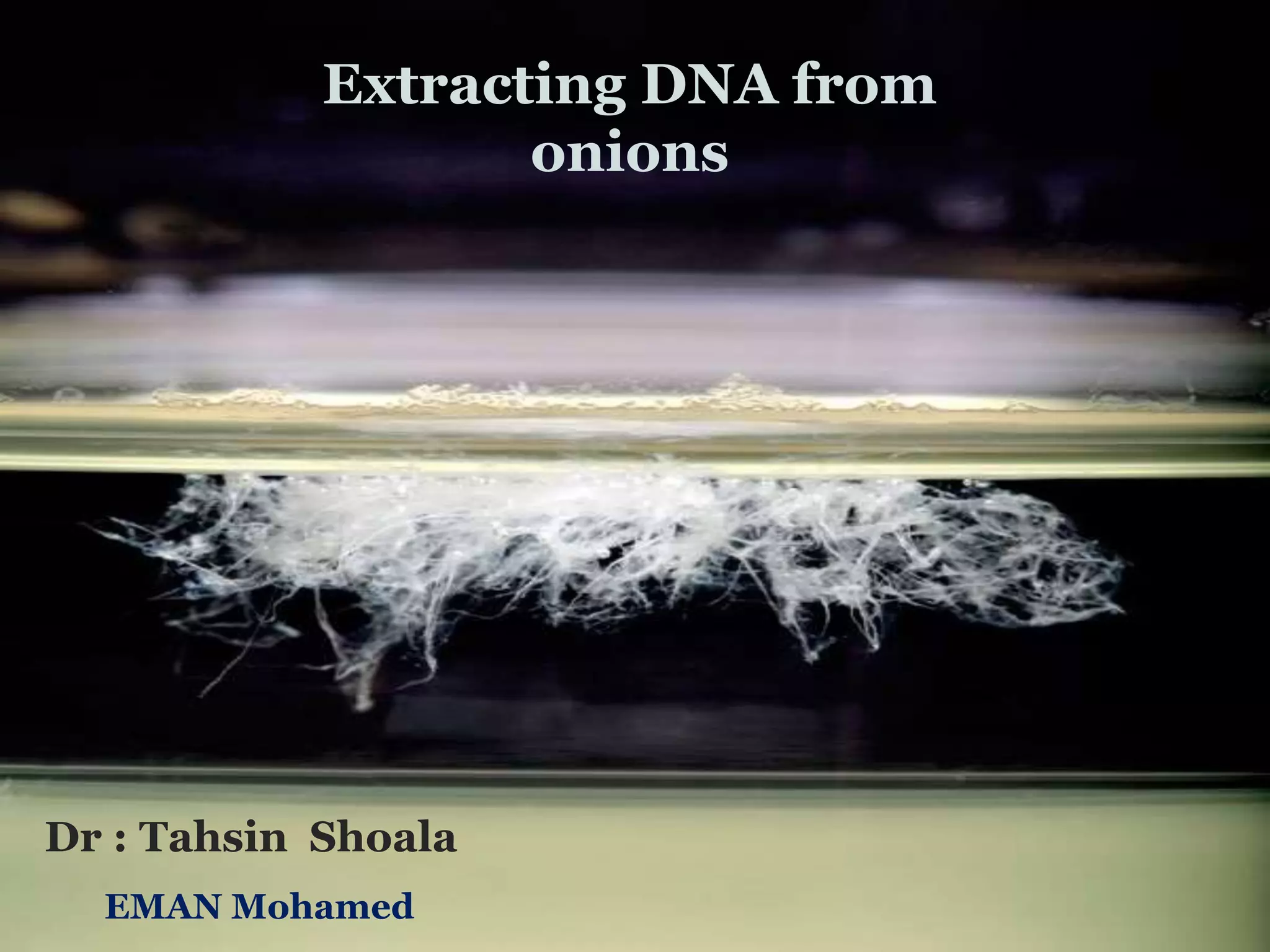 DNA extraction | PPTX