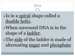 Dna.pptx