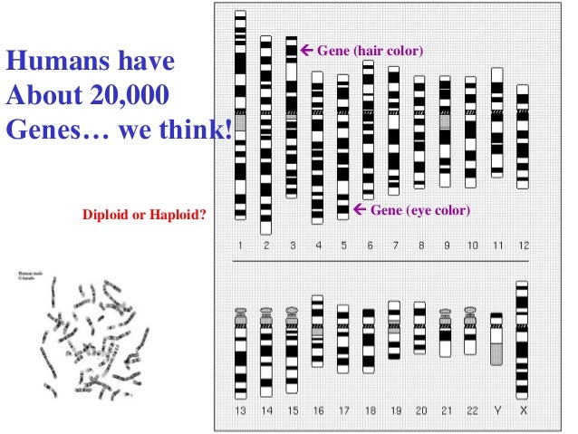 Complementary dna strand calculator - yardfery