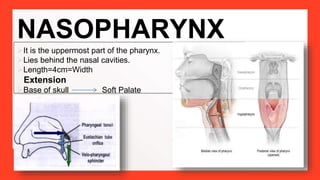 Surgical Anatomy of Nasopharynx- Debashis Nanda | PPT