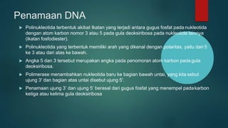DNA | PPT