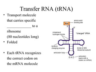DNA Tutorial | PPT | Biological Sciences | Science