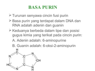 DNA | PPT