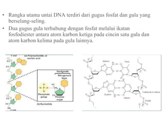 DNA | PPT