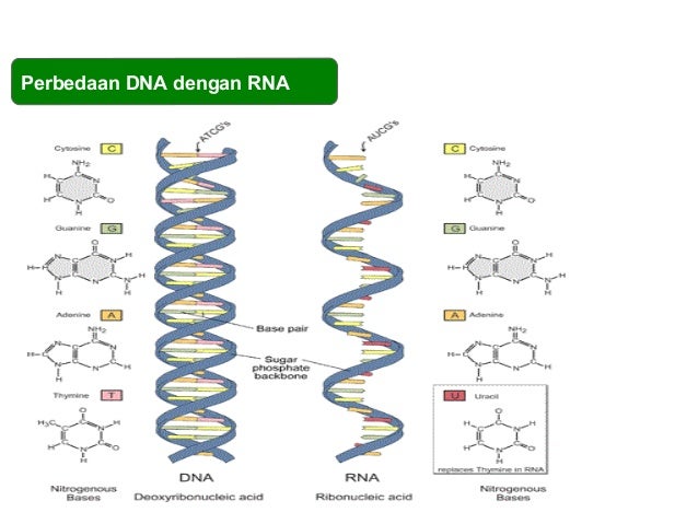 Perbedaan Dna Dan Rna