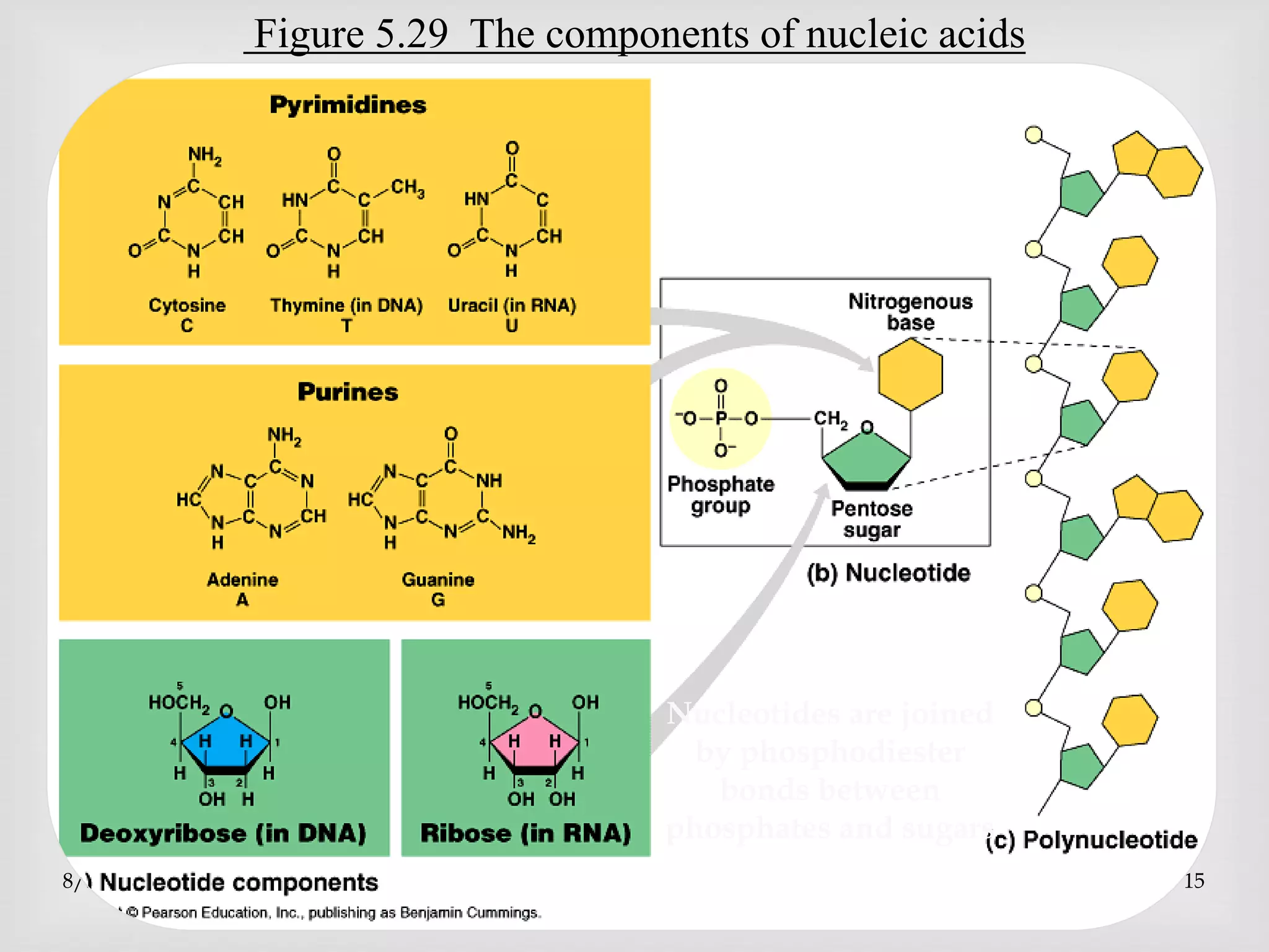Demonstration of protein and nucleic acids | PPTX