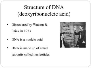 DNA - deoxyribonucleic acid | PPT