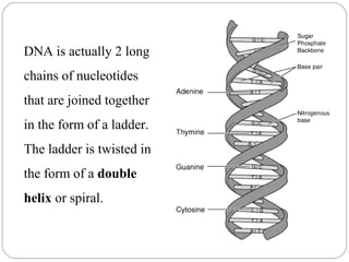 DNA - deoxyribonucleic acid | PPT
