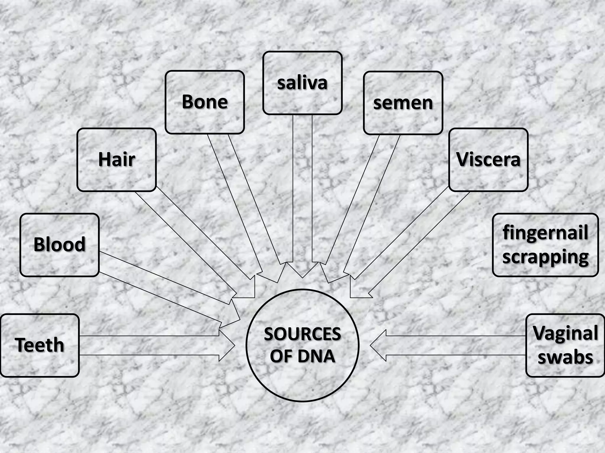 Forensic DNA Profiling | PPTX
