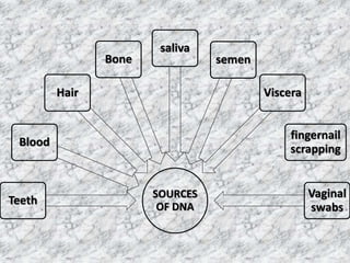 Forensic DNA Profiling | PPTX