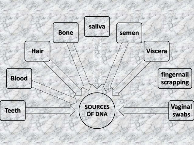 Forensic Dna Profiling Pptx Genealogy And Ancestry Hobbies And Interests