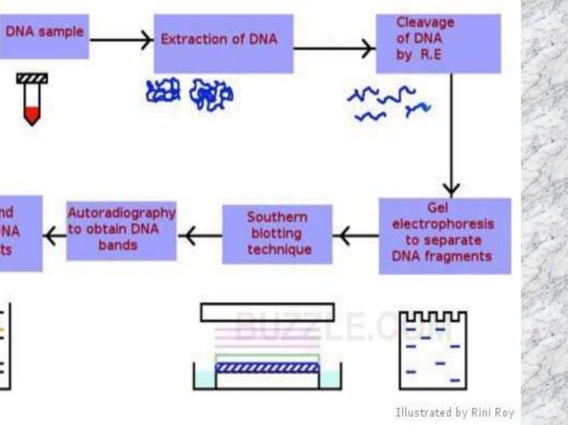 Forensic DNA Profiling | PPTX | Genealogy and Ancestry | Hobbies ...