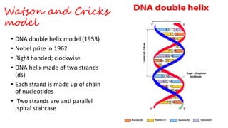 DNA structure as genetic material | PPTX