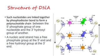DNA structure as genetic material | PPTX