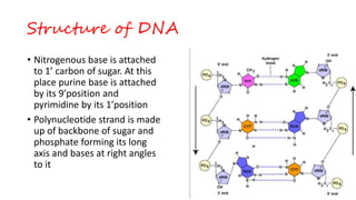 DNA structure as genetic material | PPTX