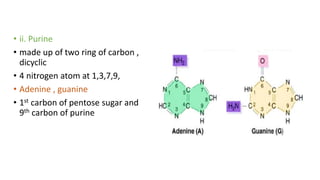 DNA structure as genetic material | PPTX