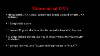 Mitochondrial vs Plastid DNA | PPT