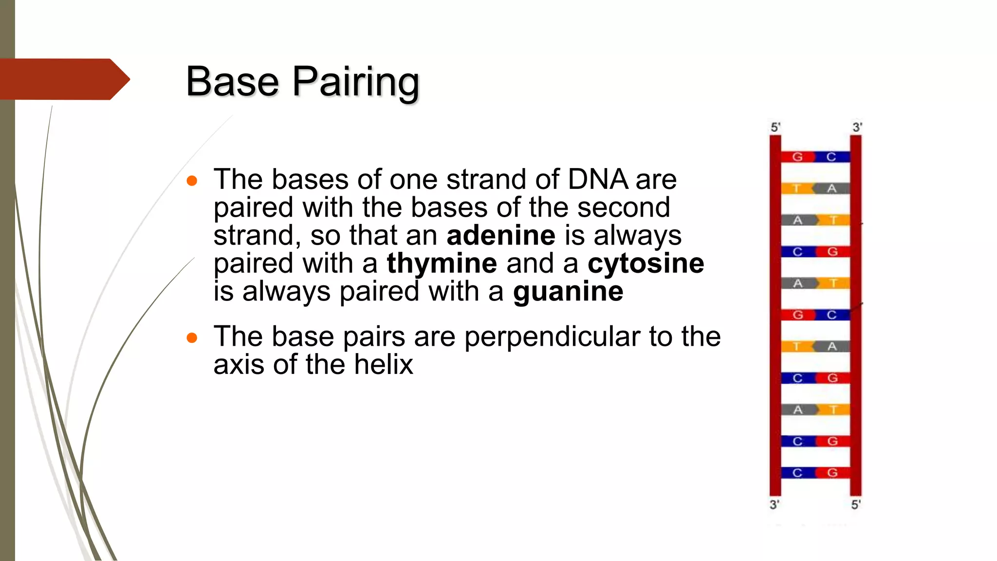 DNA.pptx