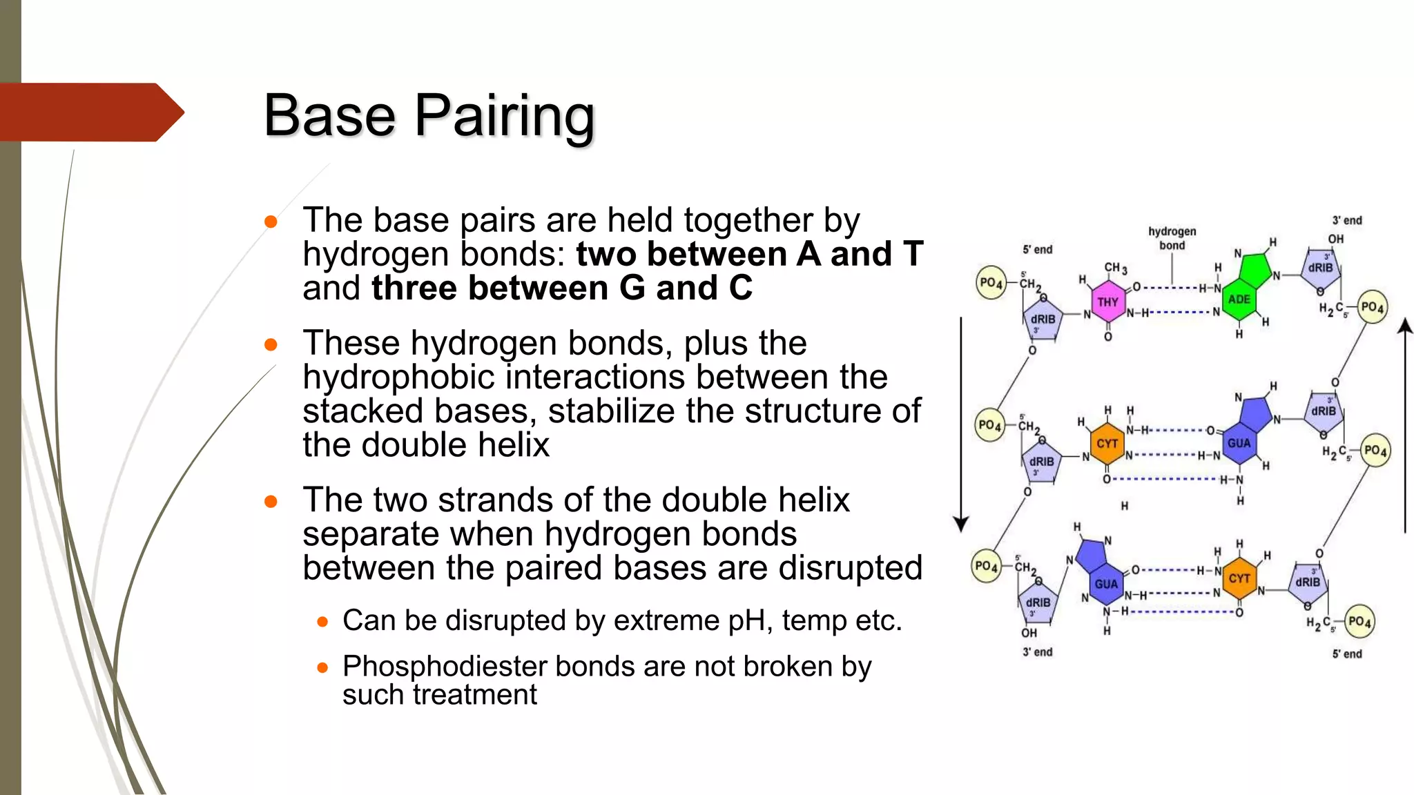 DNA.pptx | Genetics | Science