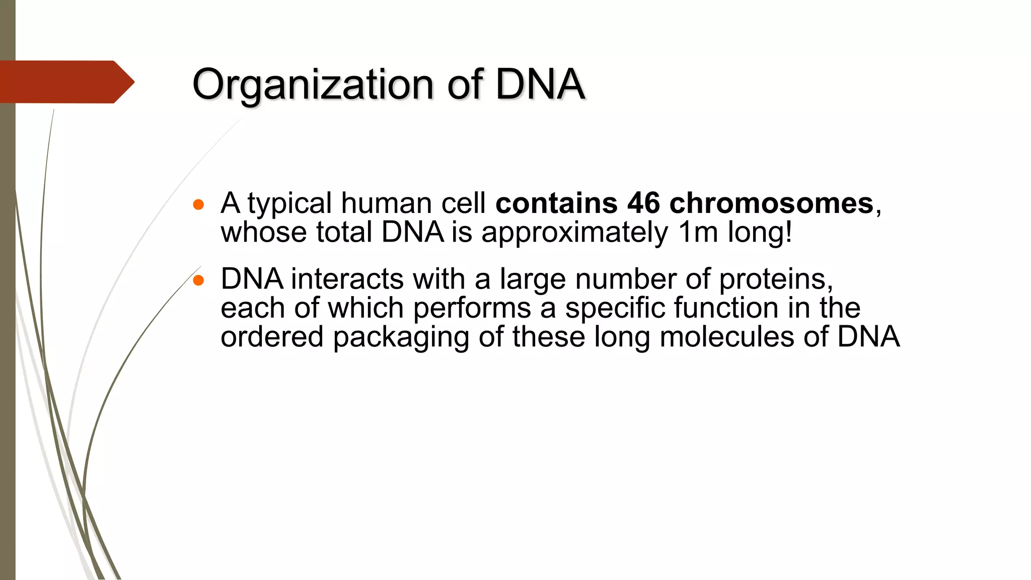 DNA.pptx | Genetics | Science