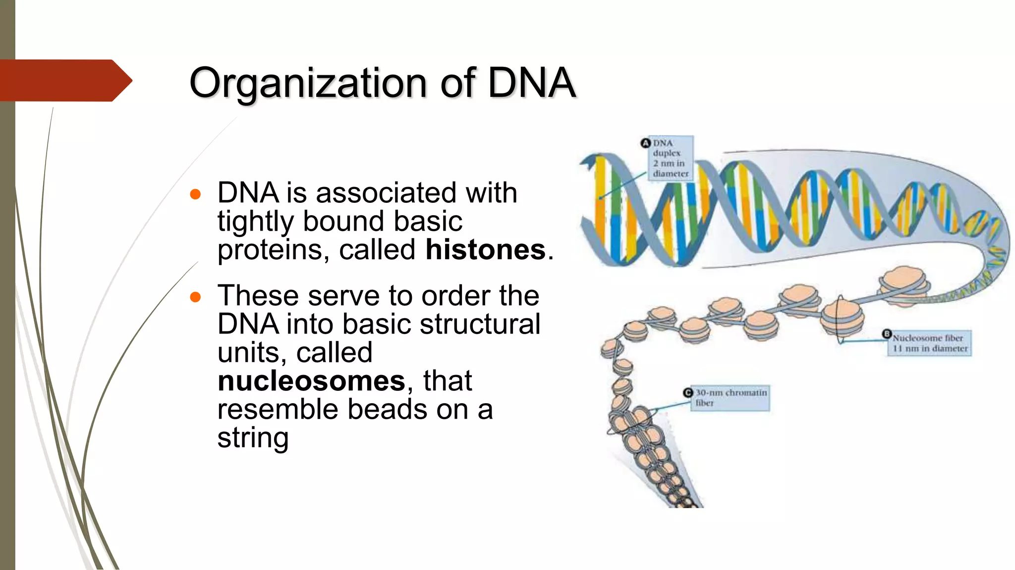 DNA.pptx
