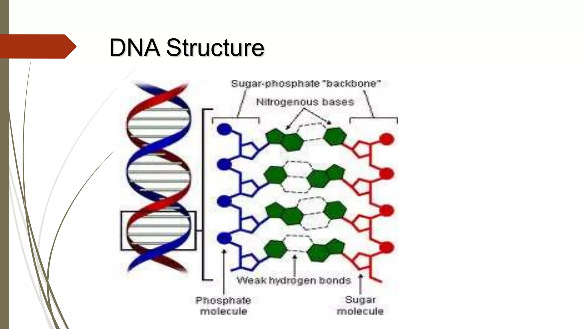 DNA.pptx | Genetics | Science