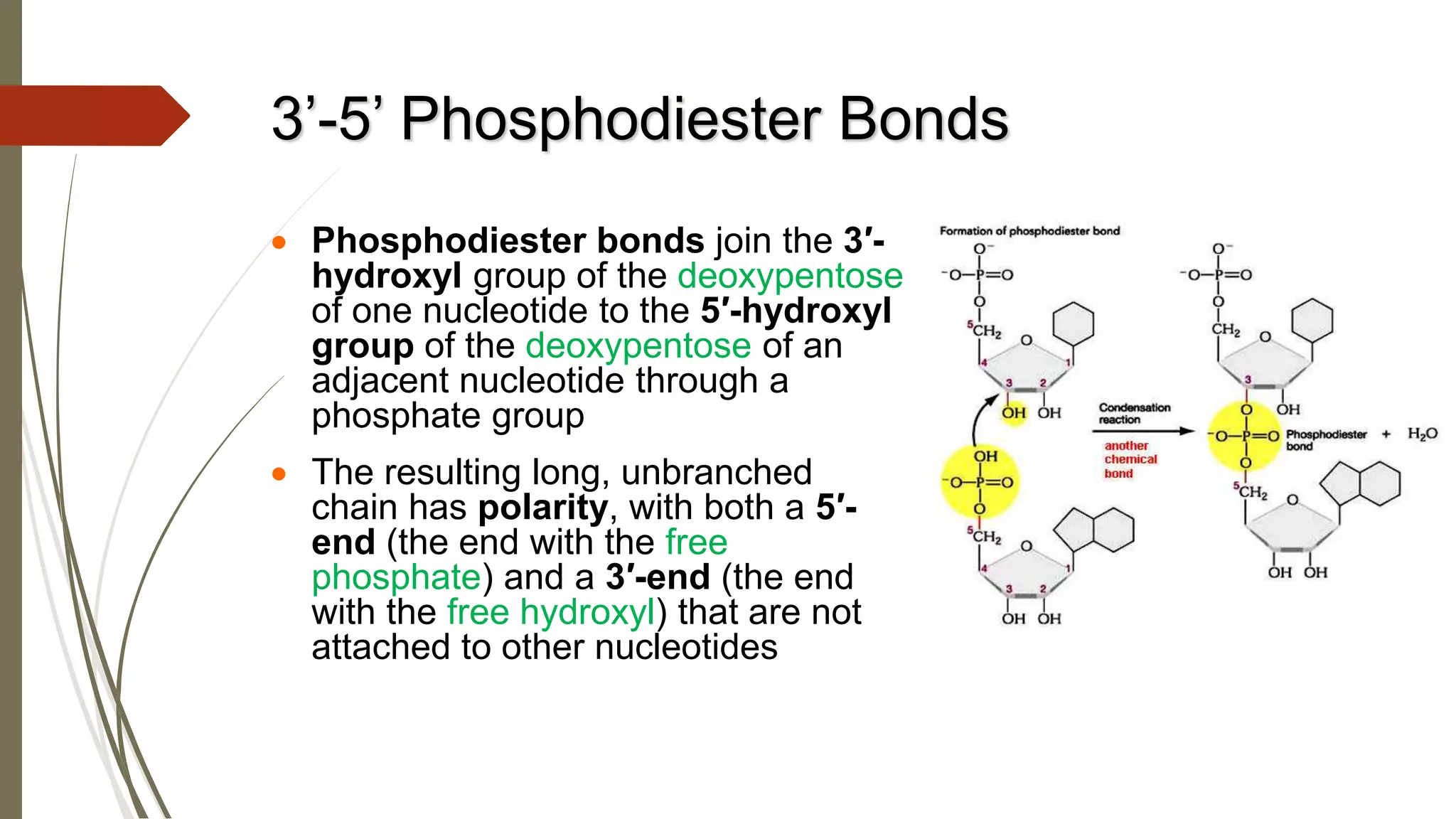 DNA.pptx