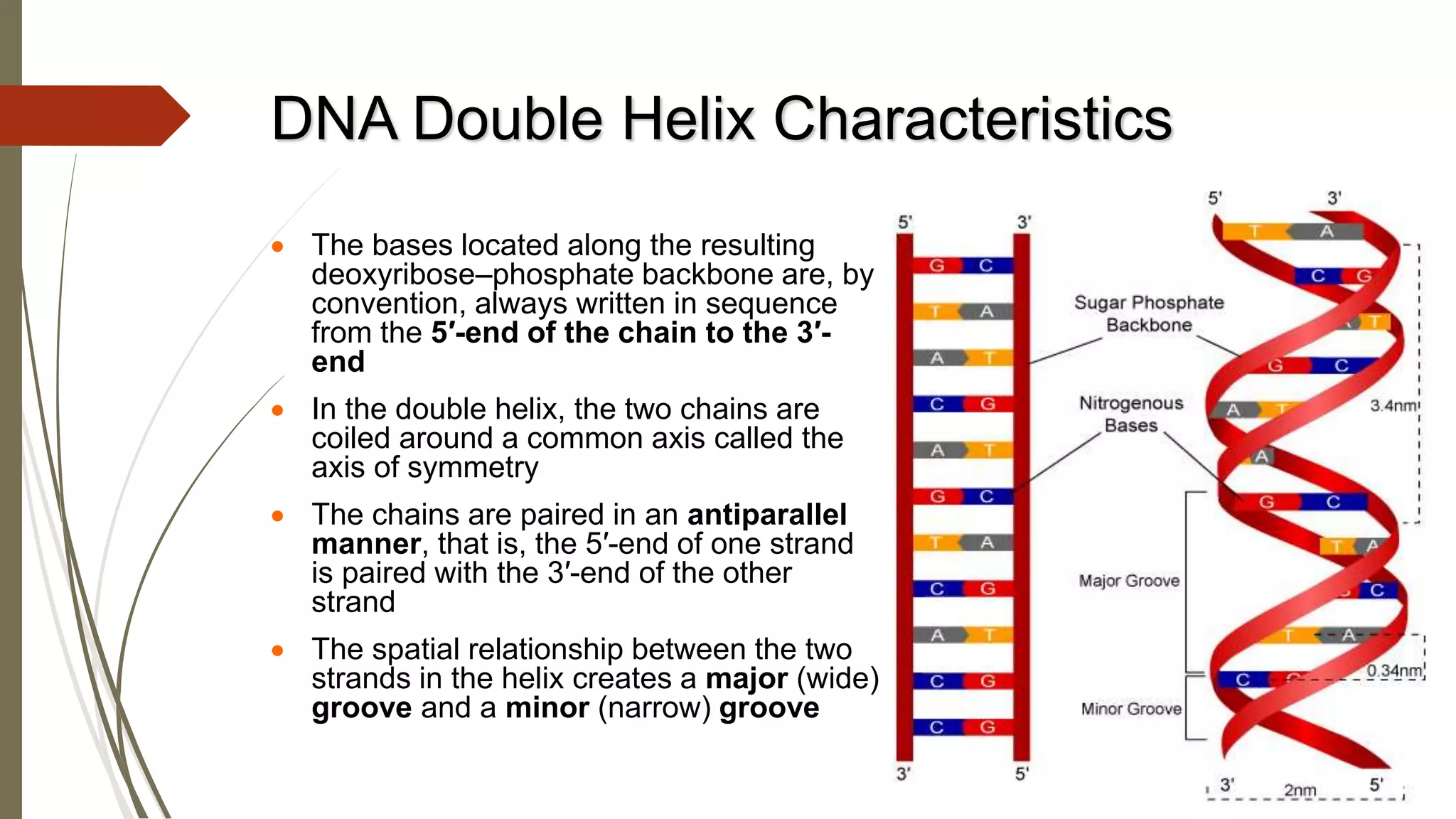 DNA.pptx | Genetics | Science