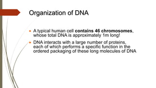 DNA.pptx | Genetics | Science