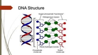 DNA.pptx