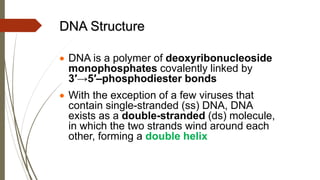 DNA.pptx | Genetics | Science