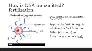 DNA . a biomolecule.pptx