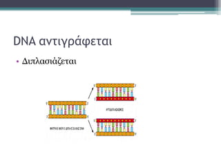 DNA ΑΝΤΙΓΡΑΦΗ.ppt