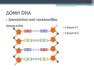 DNA ΑΝΤΙΓΡΑΦΗ.ppt