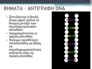 DNA ΑΝΤΙΓΡΑΦΗ.ppt