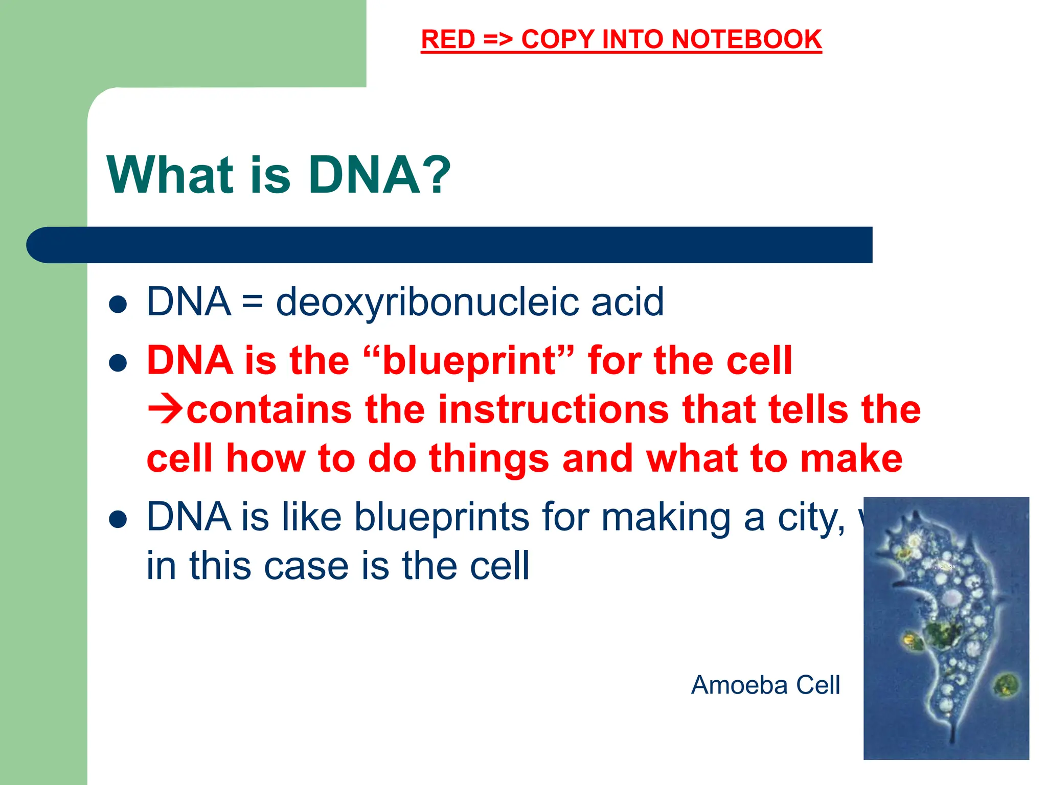 DNA and RNA: The Comparison of DNA and RNA. | PPT