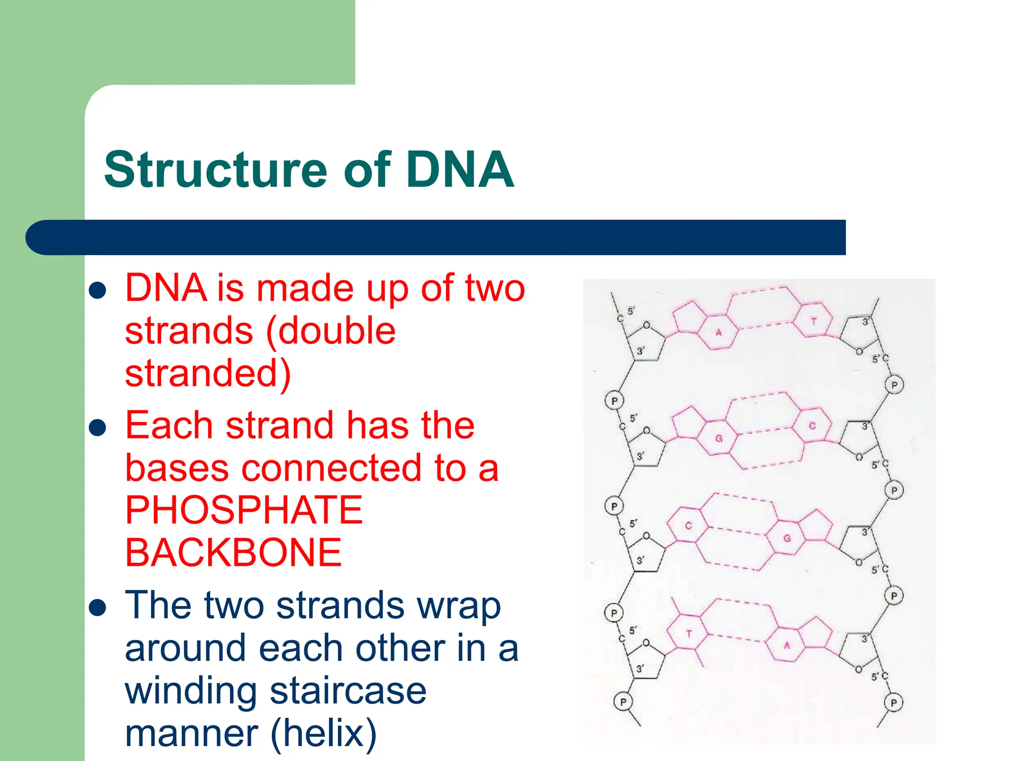 DNA and RNA: The Comparison of DNA and RNA. | PPT