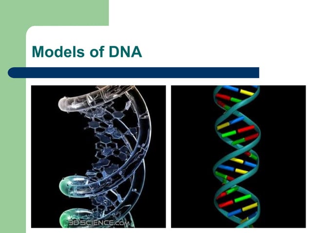 DNA and RNA: The Comparison of DNA and RNA. | PPT