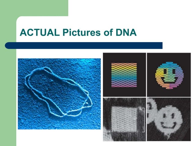 DNA and RNA: The Comparison of DNA and RNA. | PPT